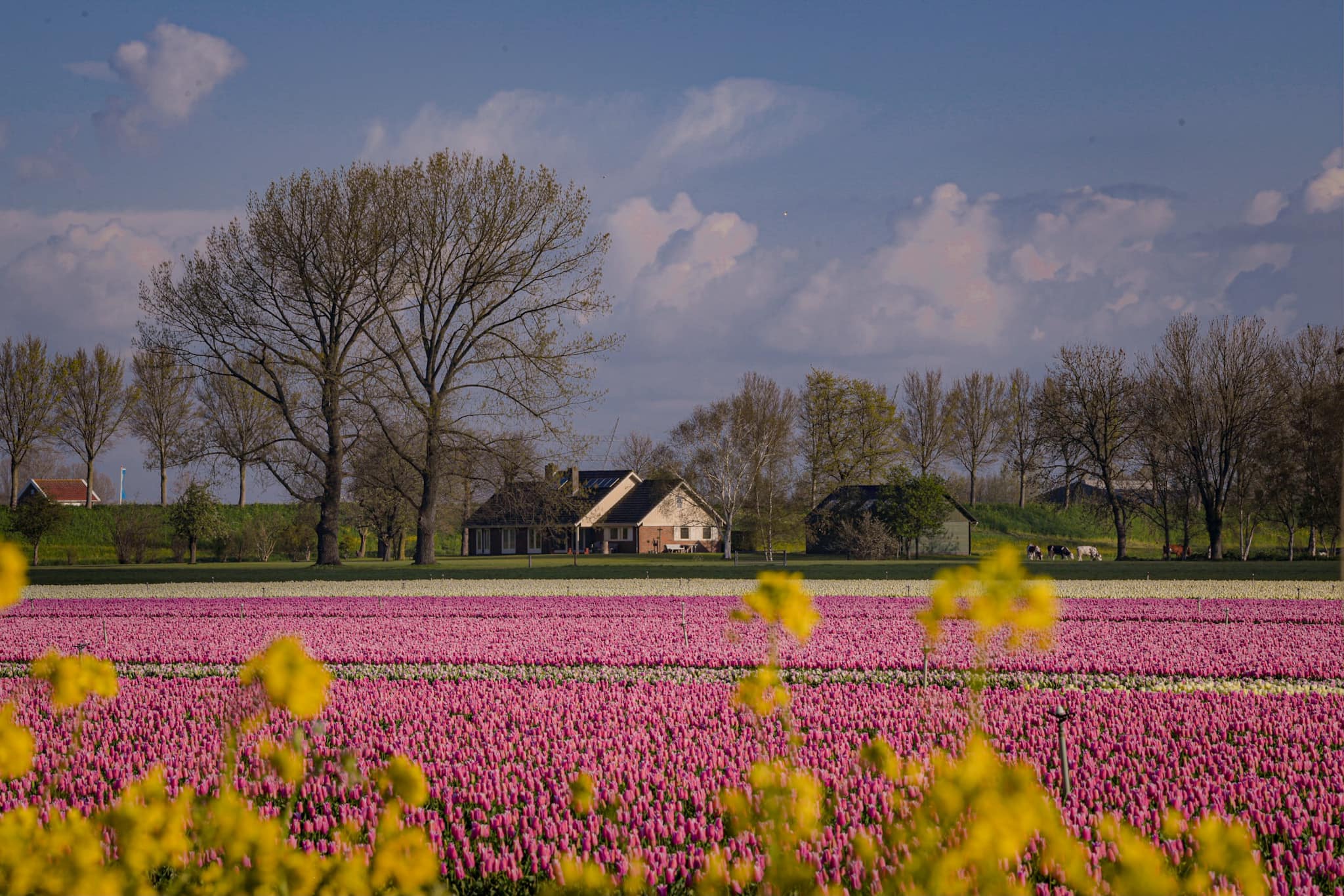 Beemster Werelderfgoed: uniek stukje Noord-Holland ...